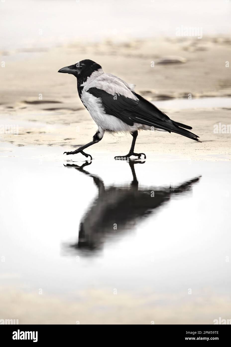 A close-up of a hooded crow (Corvus Cornix ) at the beach with its ...