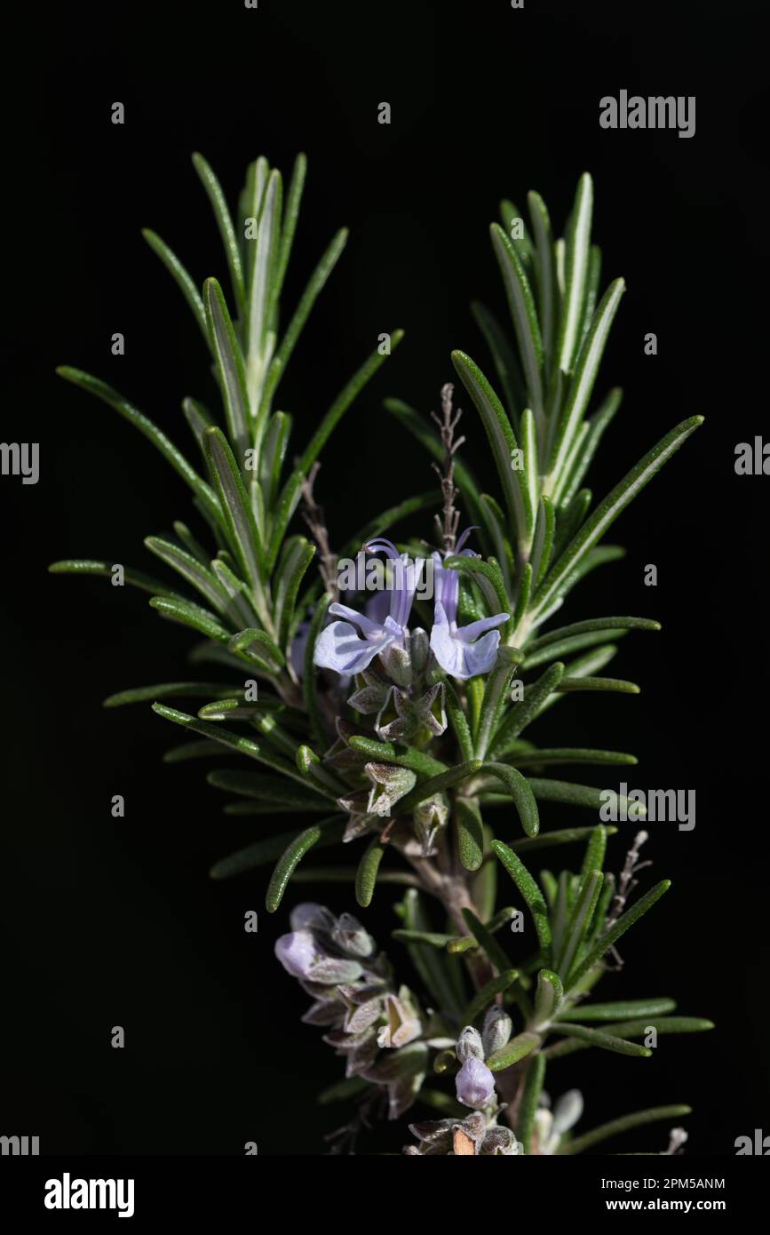 Food image of rosemary herb hi-res stock photography and images - Alamy