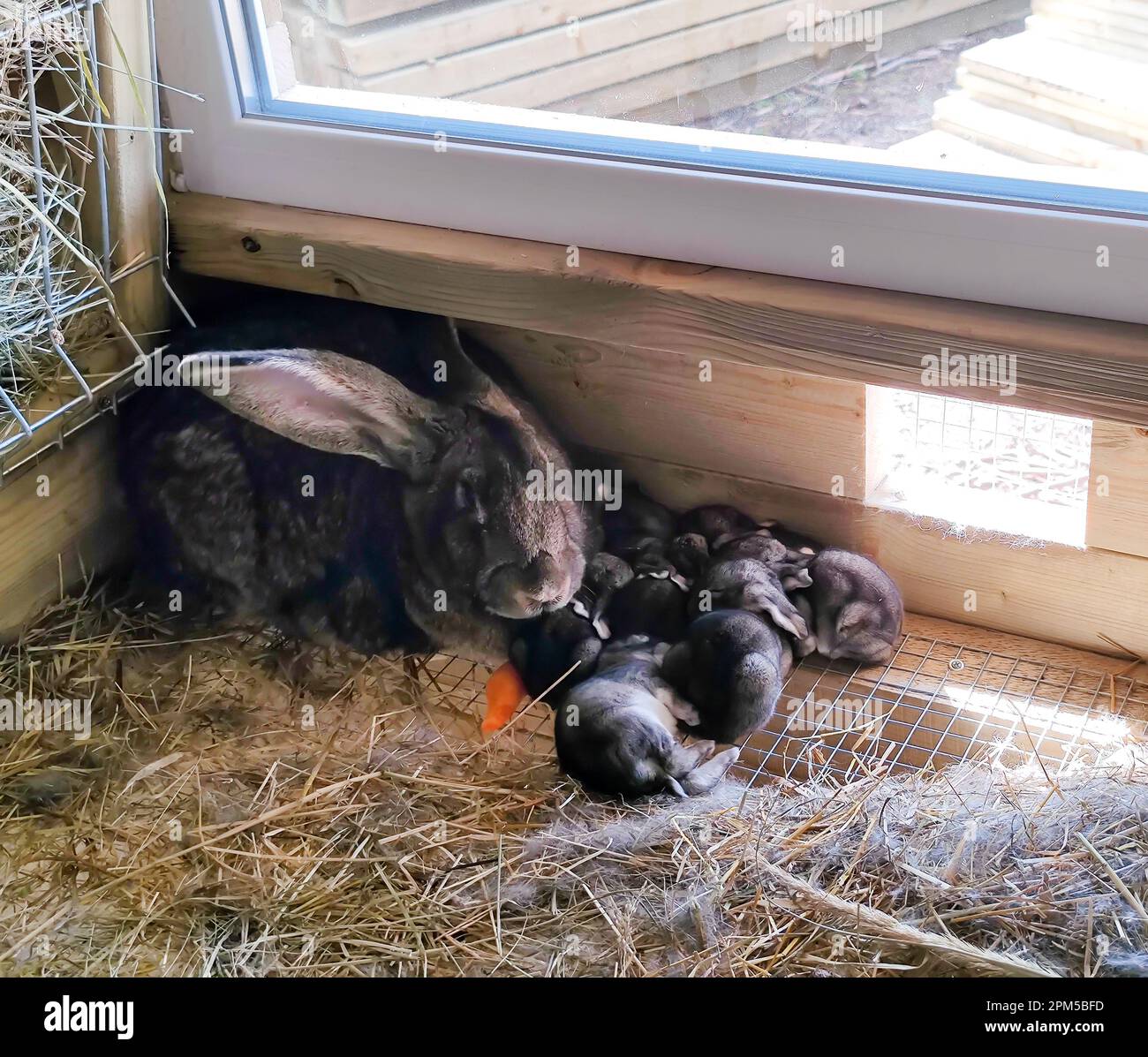 Adult baby rabbits hi-res stock photography and images - Alamy