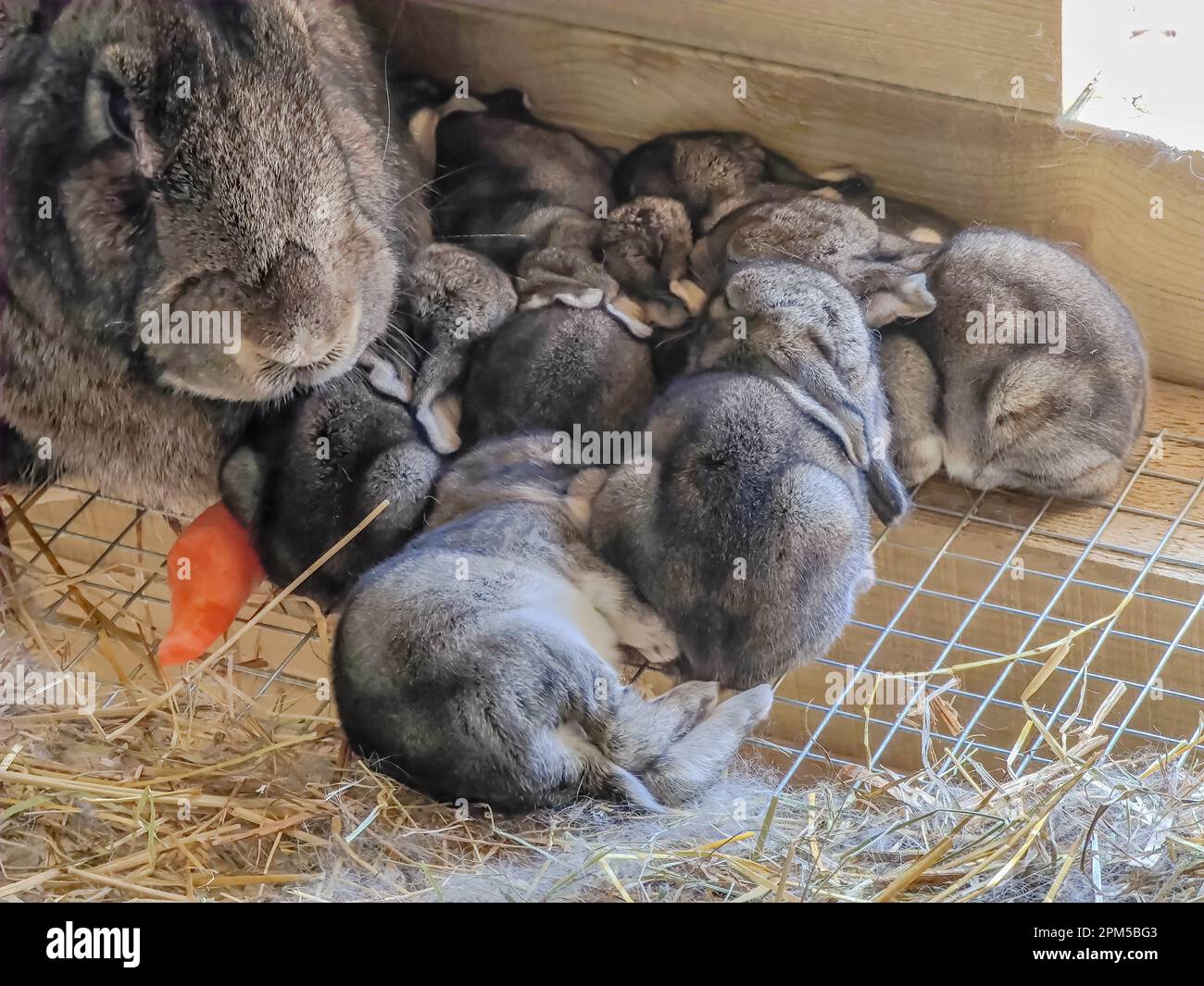 Adult baby rabbits hi-res stock photography and images - Alamy