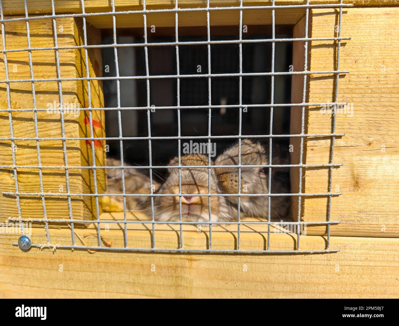 Small young rabbits behind bars in a wooden cage. Rabbit hutch Stock ...
