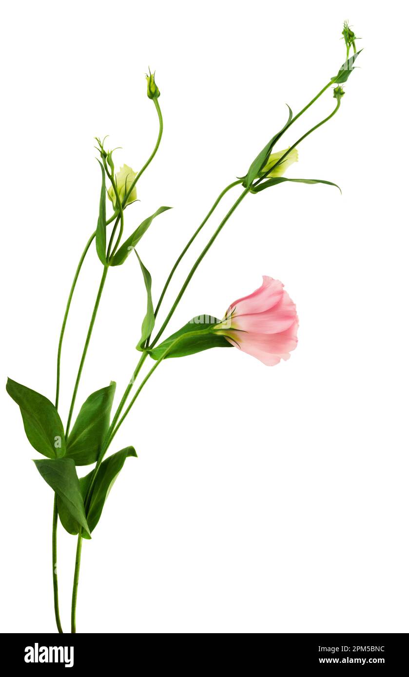 Beautiful eustoma flower isolated on white Stock Photo - Alamy