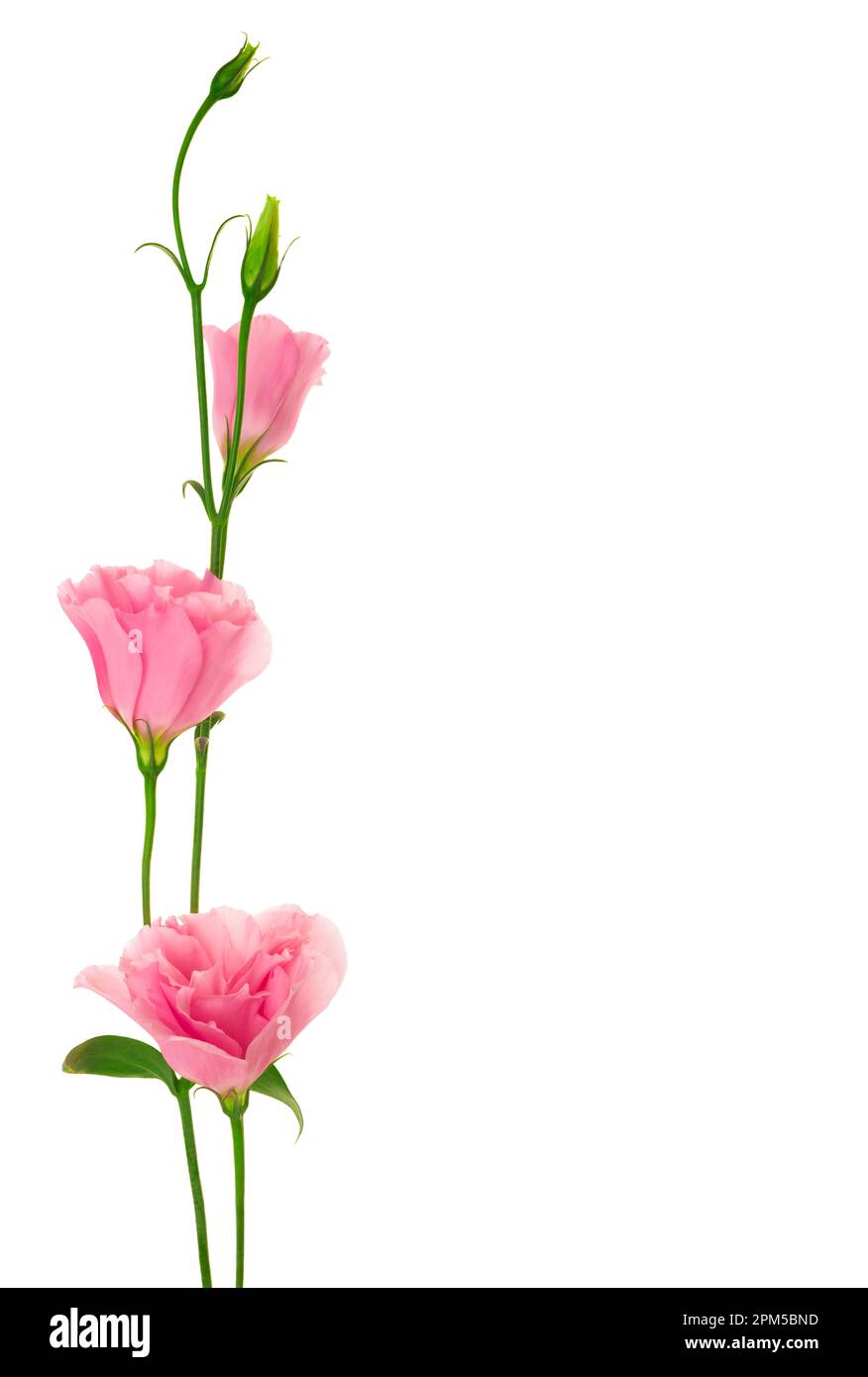 Eustoma vibrant hi-res stock photography and images - Alamy