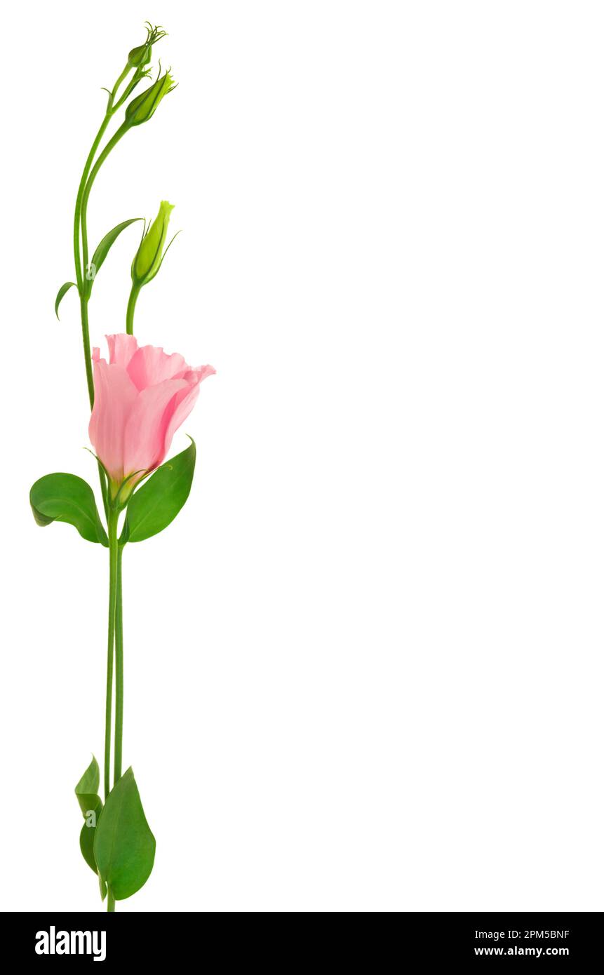 Eustoma vibrant hi-res stock photography and images - Alamy