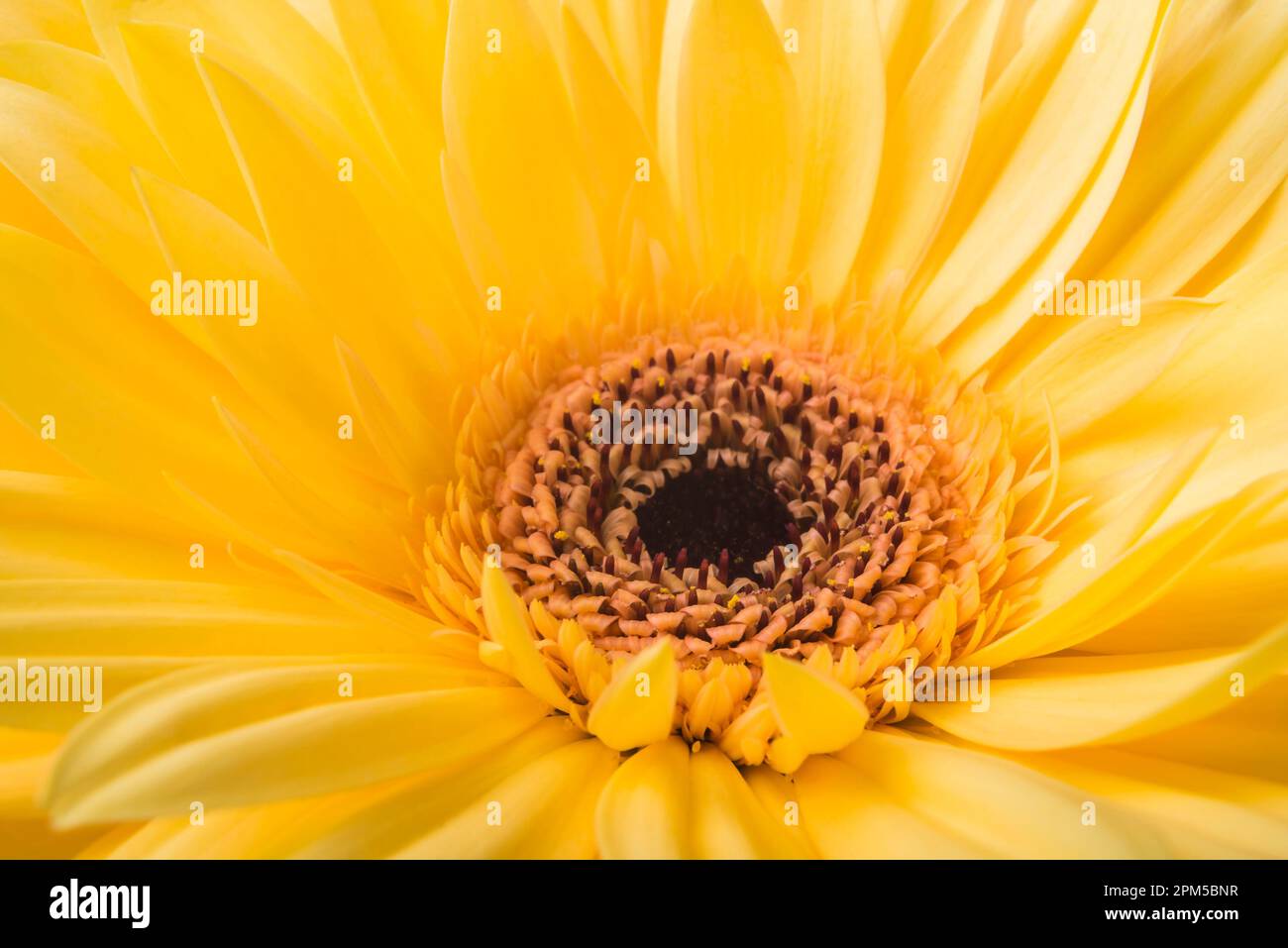 Vibrant bright yellow gerbera daisy flower blooming isolate on white ...
