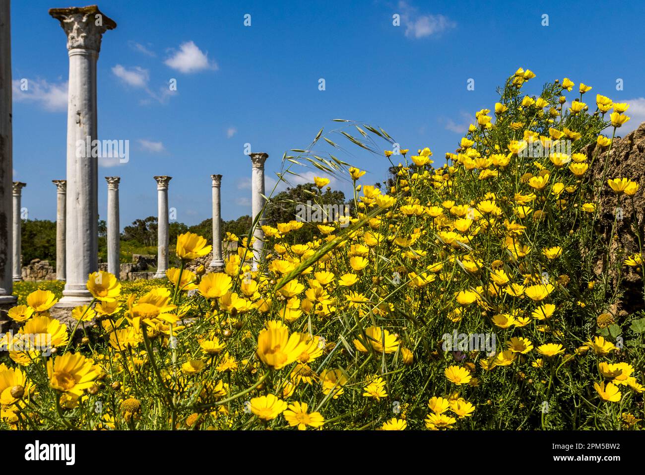 Ruins of the ancient Iron Age city-kingdom of Salamis near Agios ...