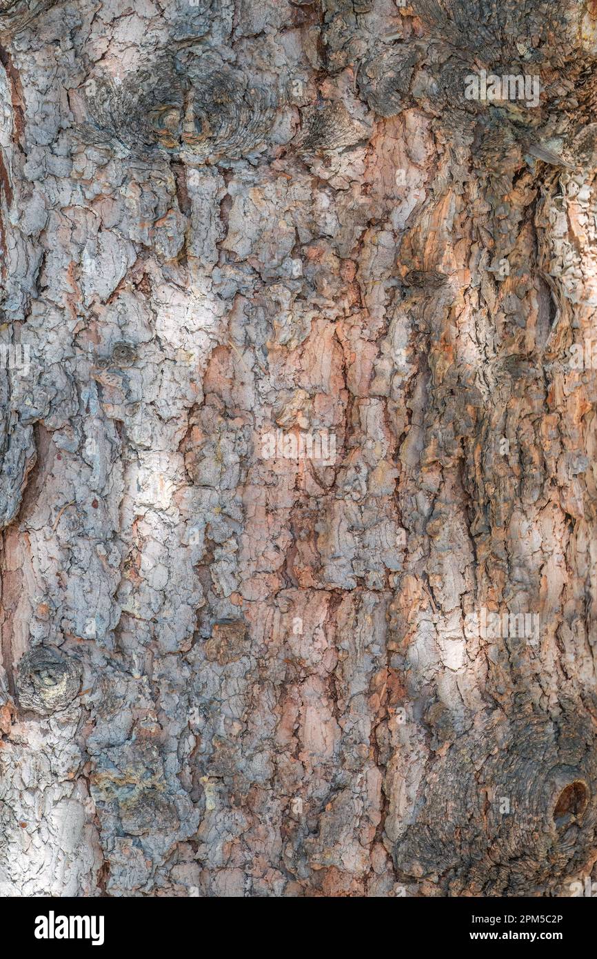 Bark texture and background of a old fir tree trunk. Detailed bark ...