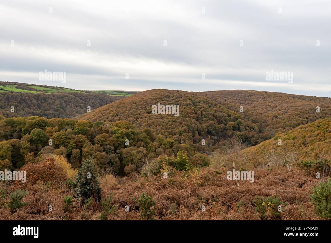 Landscape photo of the autumn colours at Horner woods in Exmoor ...