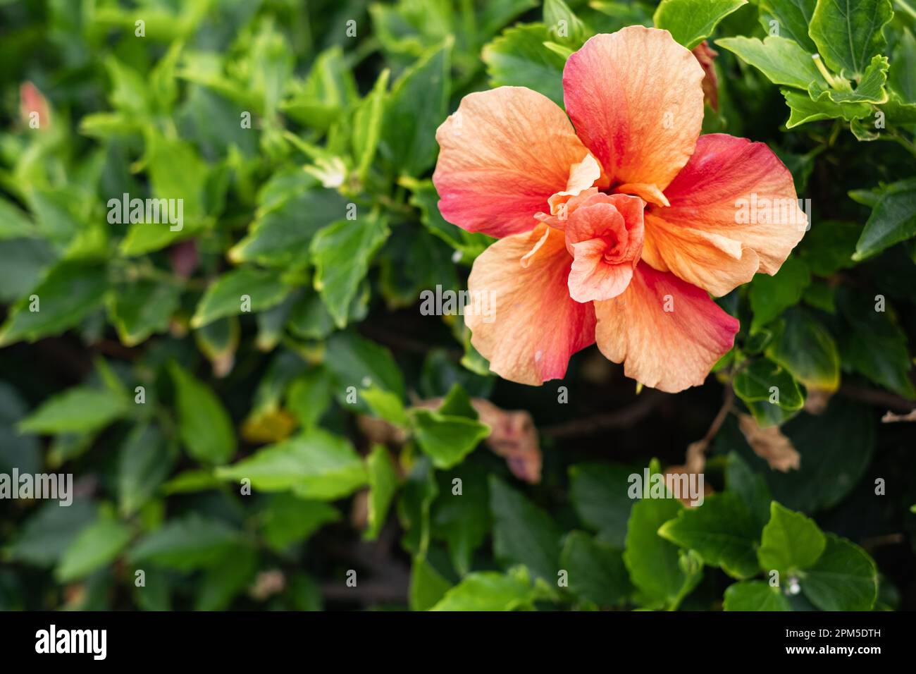 salmon-colored hibiscus flower on its bush. Tenerife, Canary Isl Stock ...