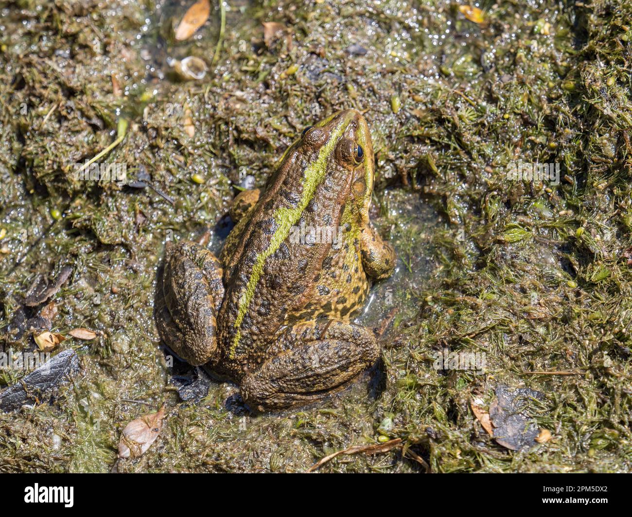 A large green frog with puffy cheeks sits in the marsh Stock Photo - Alamy