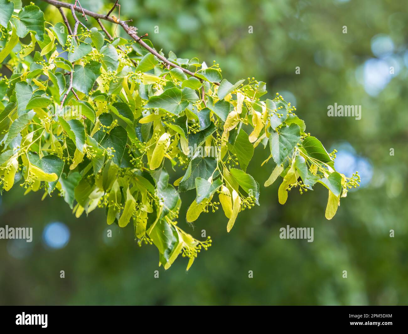 Crimean Linden Tree