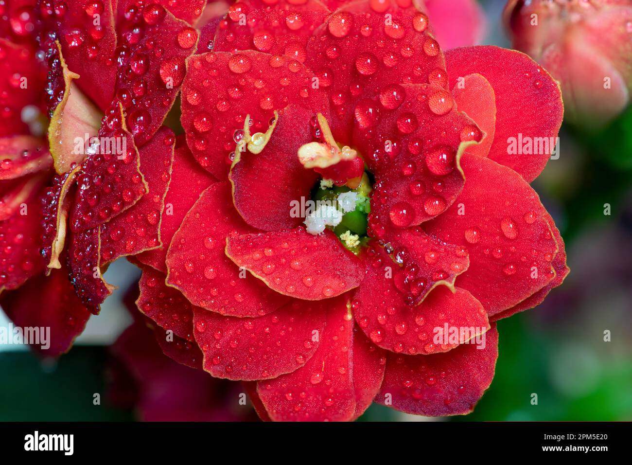Macro shot of red Madagascar widows thrill (kalanchoe blossfeldiana ...