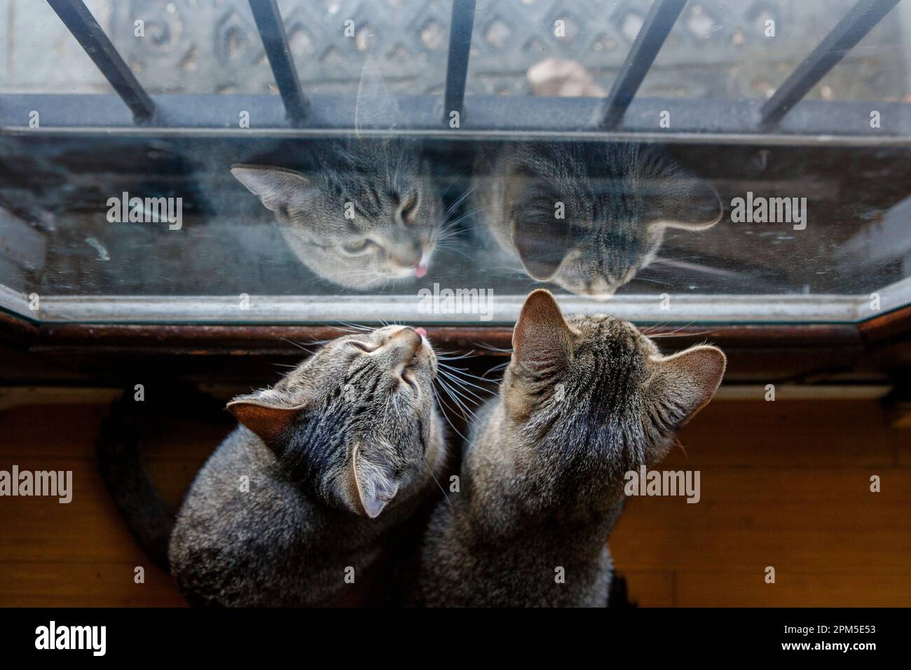 Two small cats sit side-by-side with tongue out staring out window ...