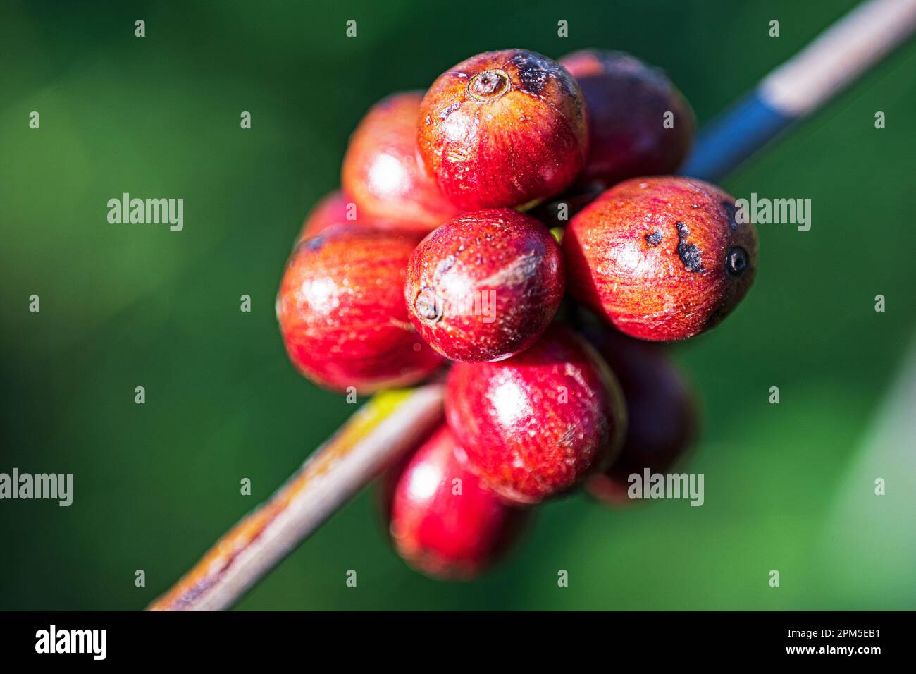 Ripe coffee beans hi-res stock photography and images - Alamy