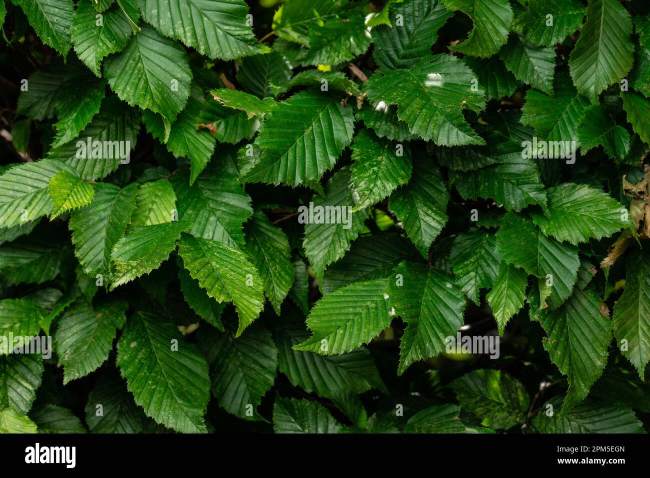 Leaves of Carpinus betulus in a garden Stock Photo - Alamy