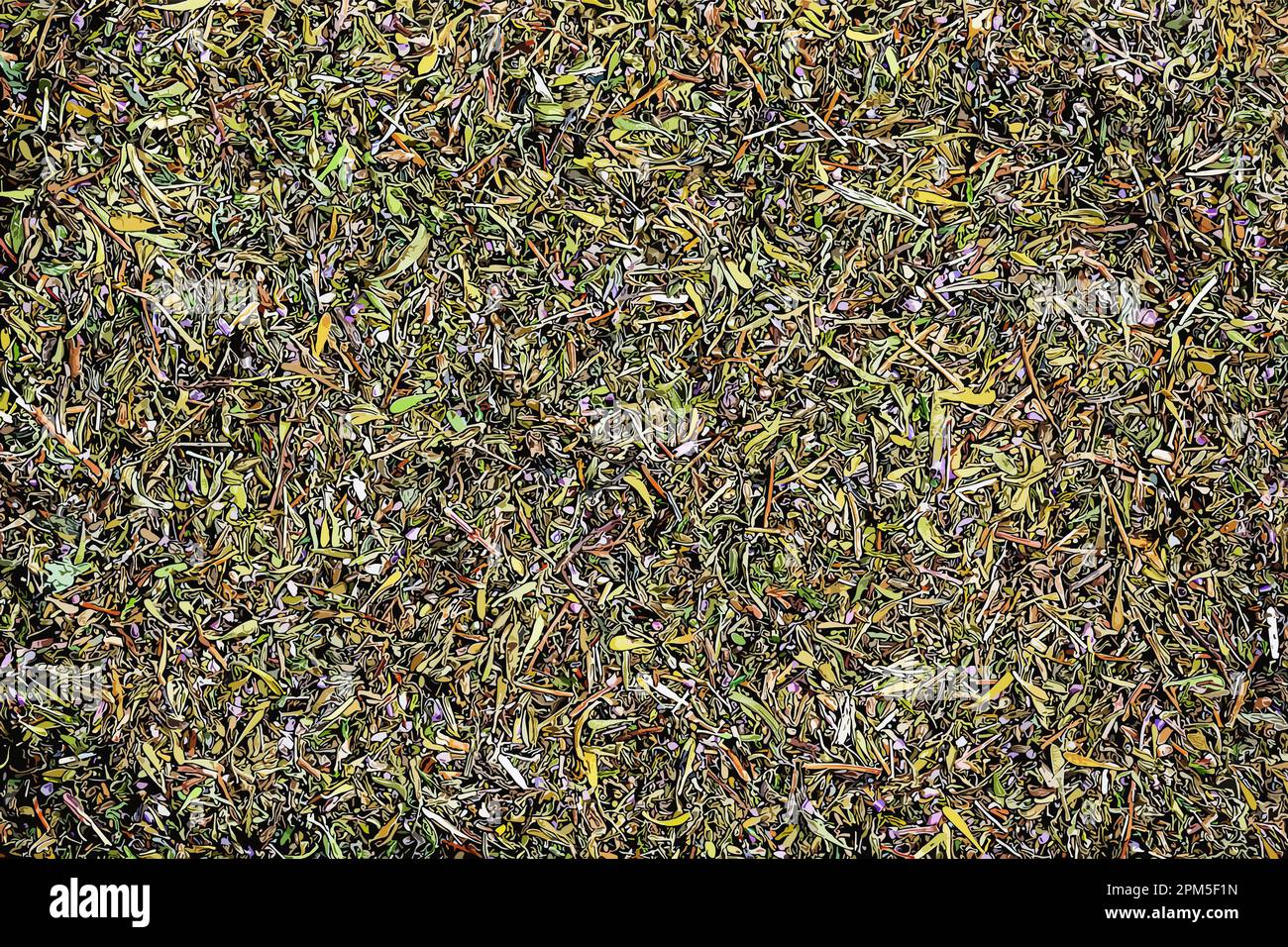 Illustration of thyme dry herb texture background. Latin name Thymus vulgaris L. Medicinal herbs ...