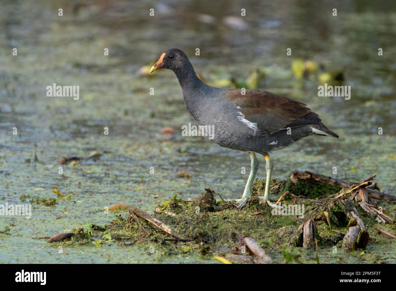 Common gallinule hi-res stock photography and images - Alamy