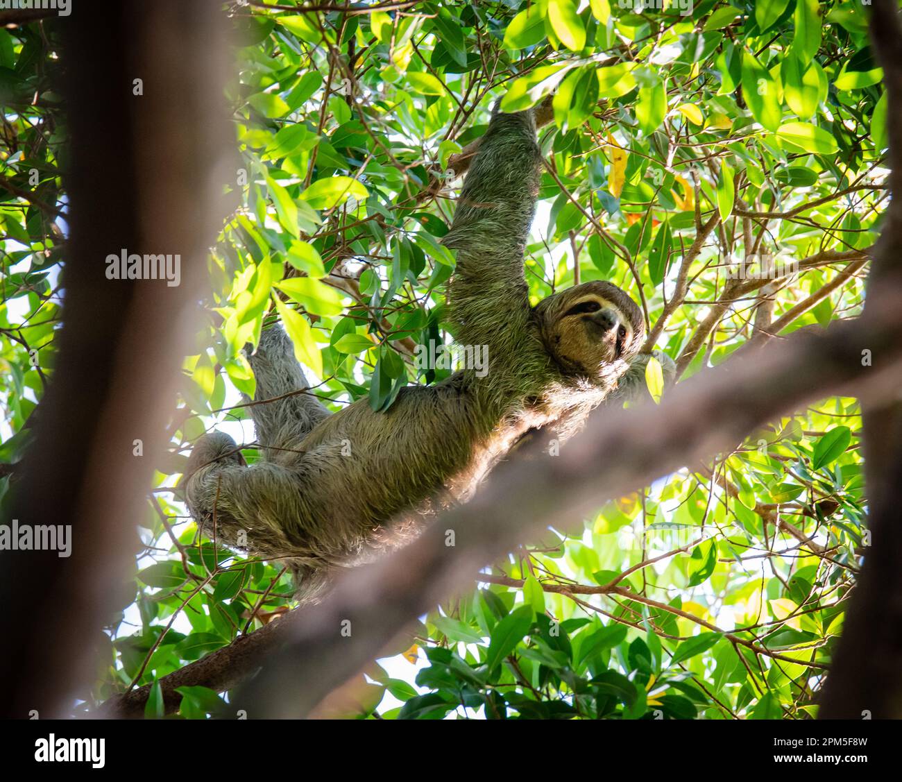 Sloth hanging from a tree branch in the jungle of Costa Rica Stock ...