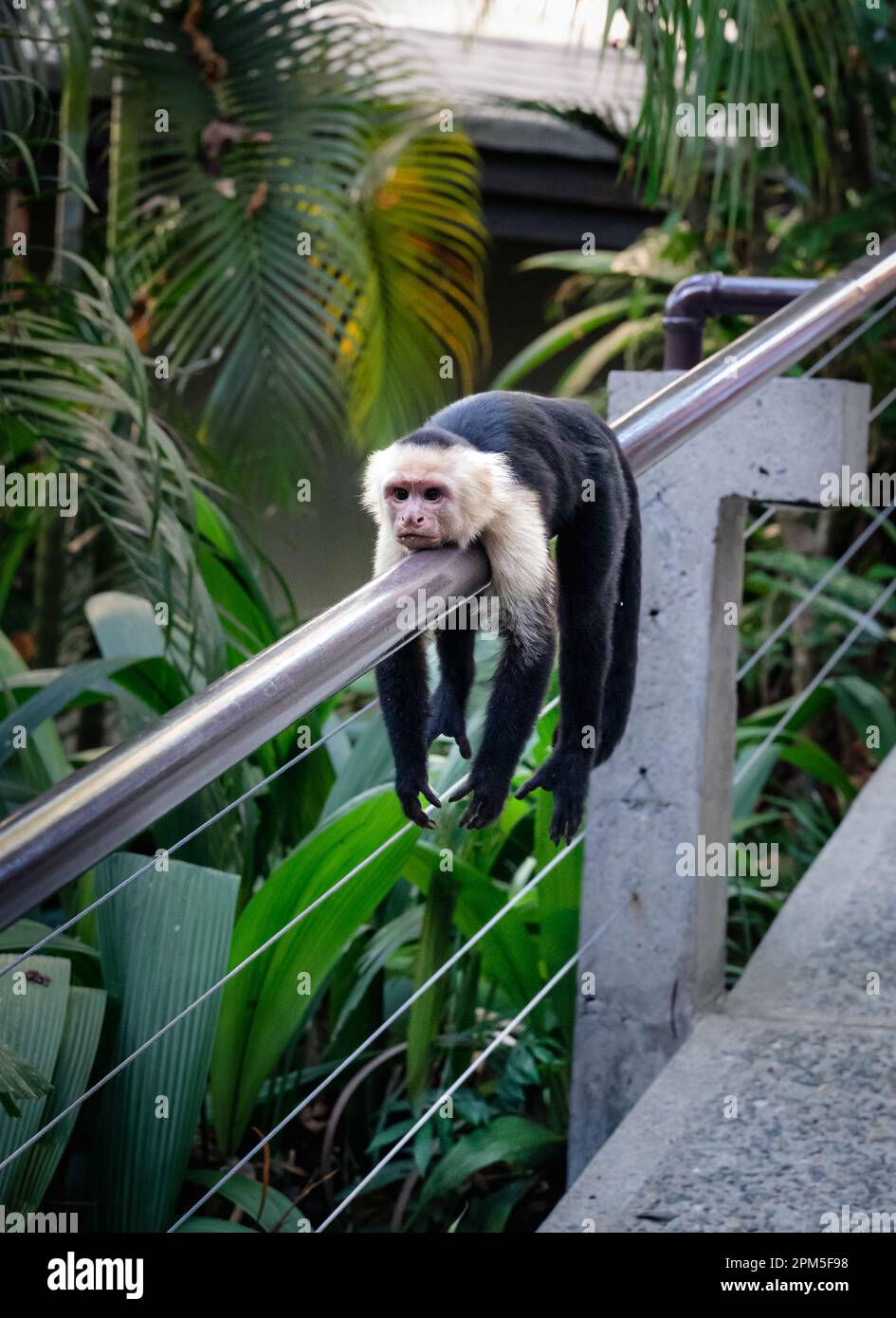White faced capuchin monkey laying on a railing in Costa Rica Stock ...