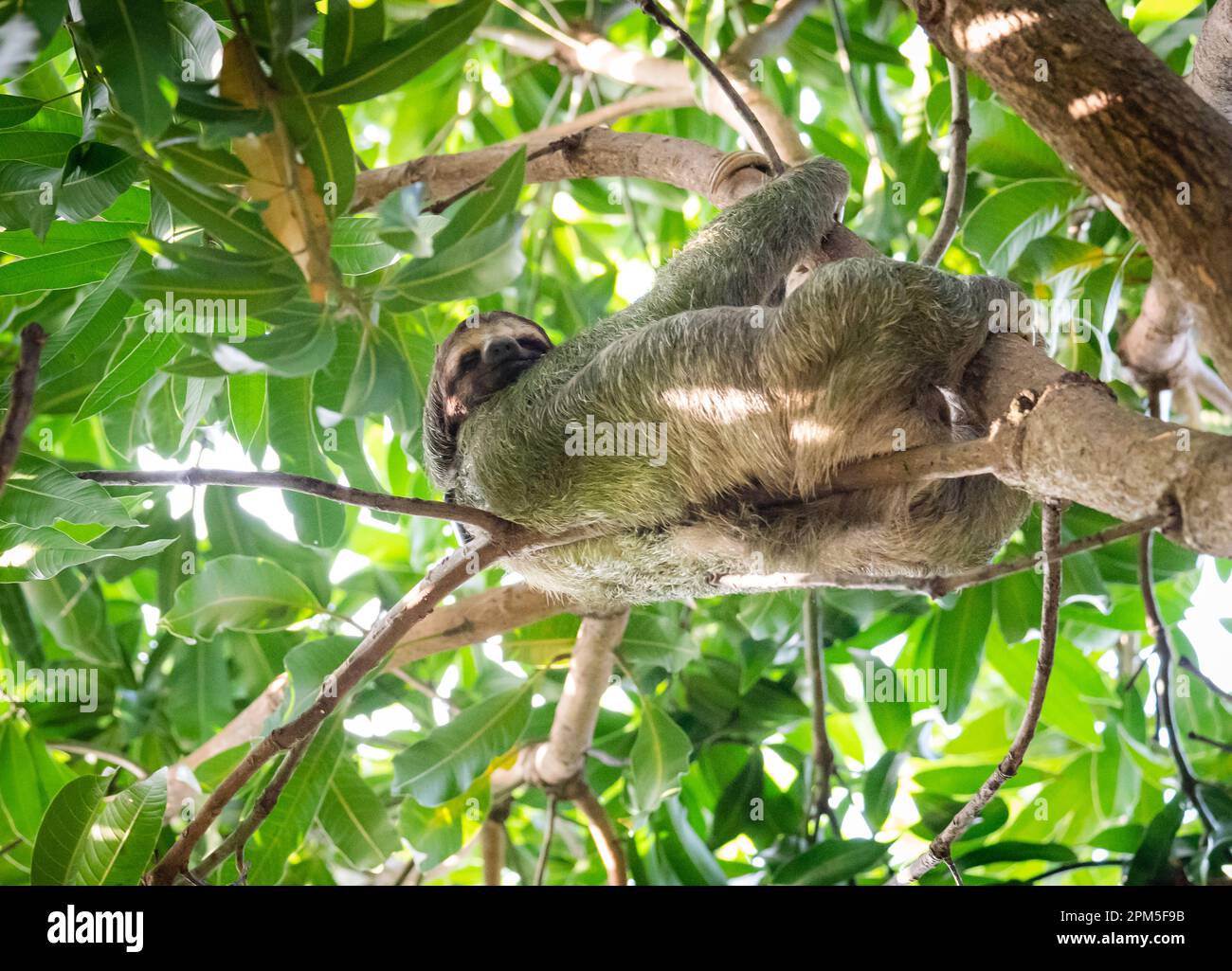 Sloth laying on a tree branch in the jungle of Costa Rica Stock Photo ...