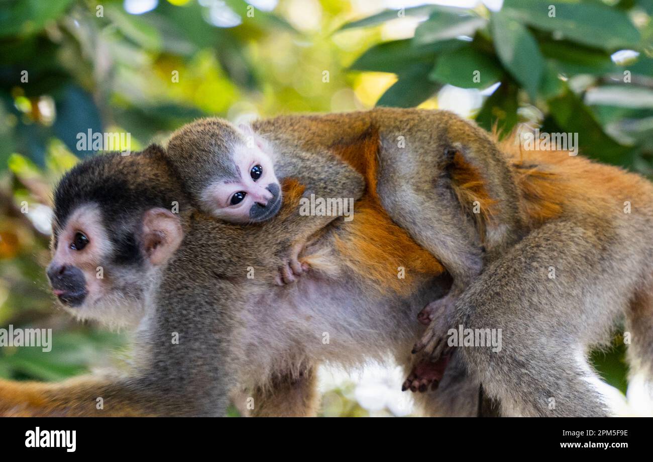 Close up of baby squirrel monkey on it's mother's back in jungle Stock Photo - Alamy