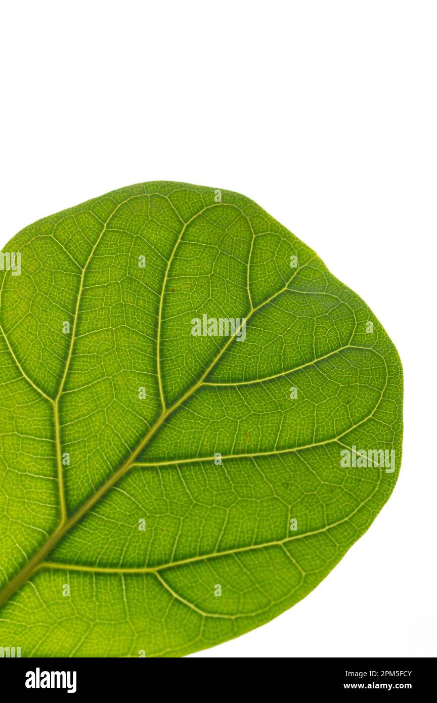 Close up of details and veins in bright green fiddle leaf fig leaf ...