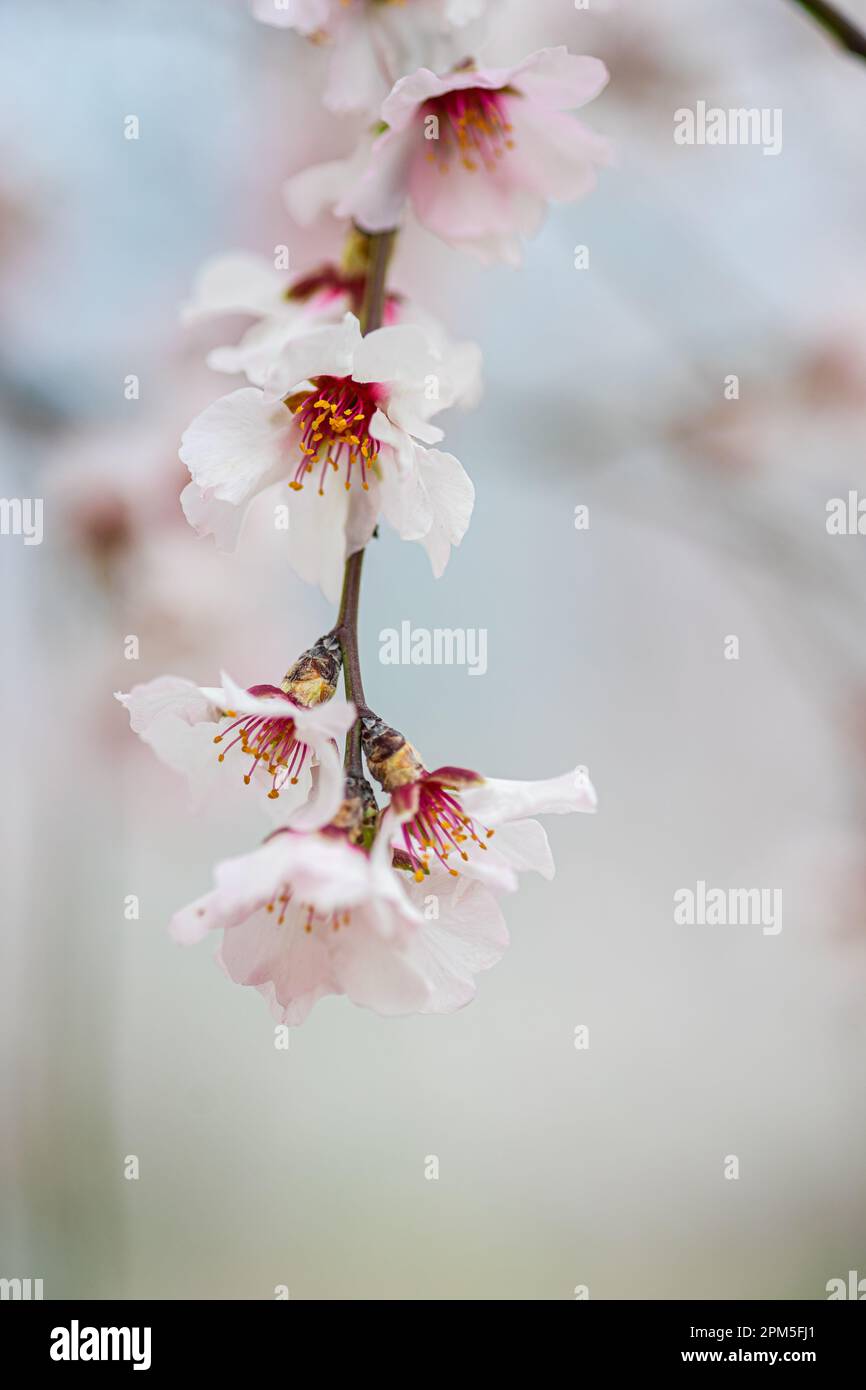 Beautiful almond tree blooming hi-res stock photography and images - Alamy