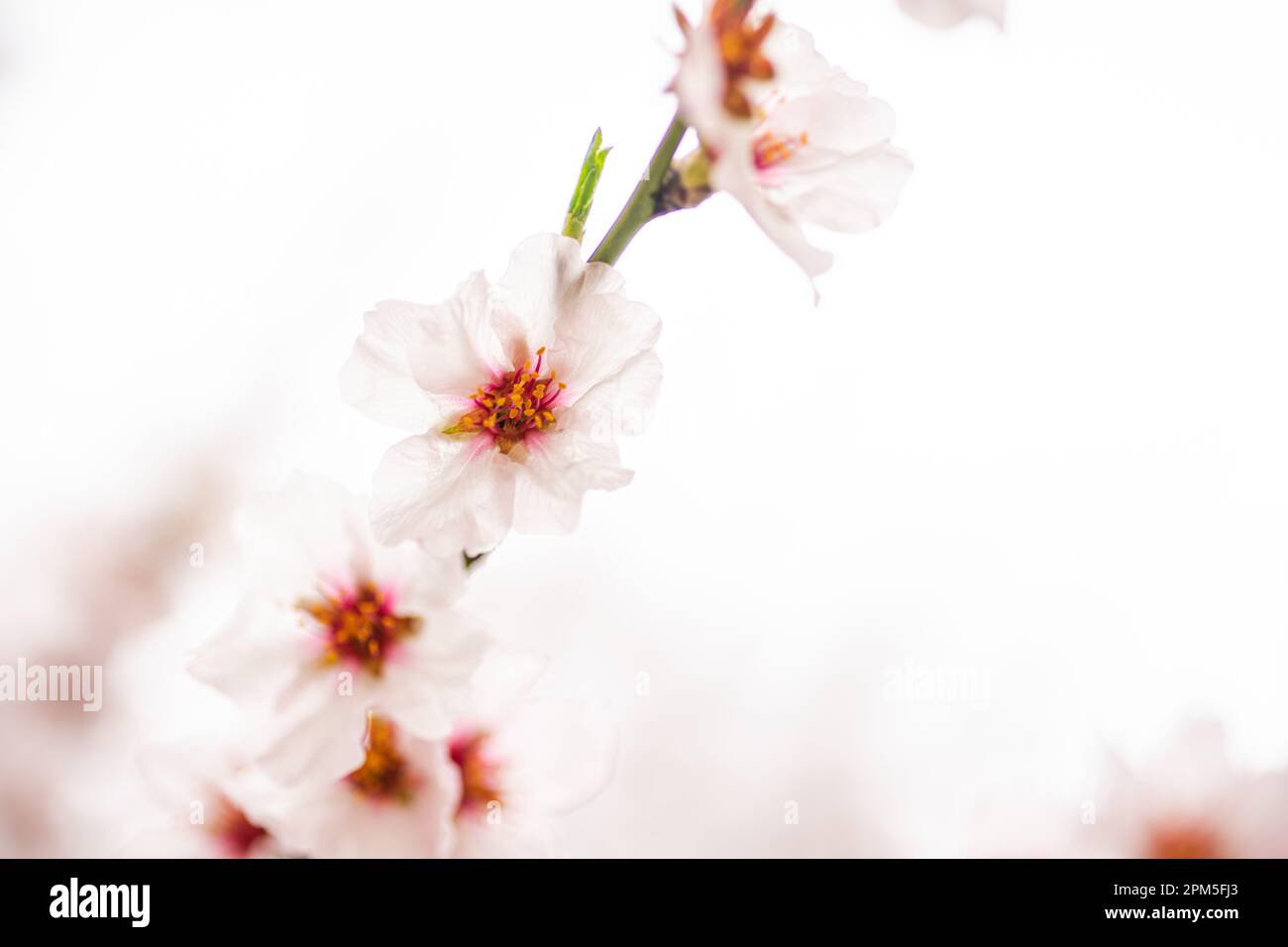 Beautiful almond tree hi-res stock photography and images - Alamy