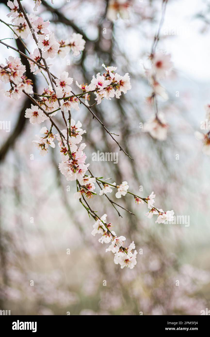 Beautiful almond tree blooming in the garden Stock Photo - Alamy