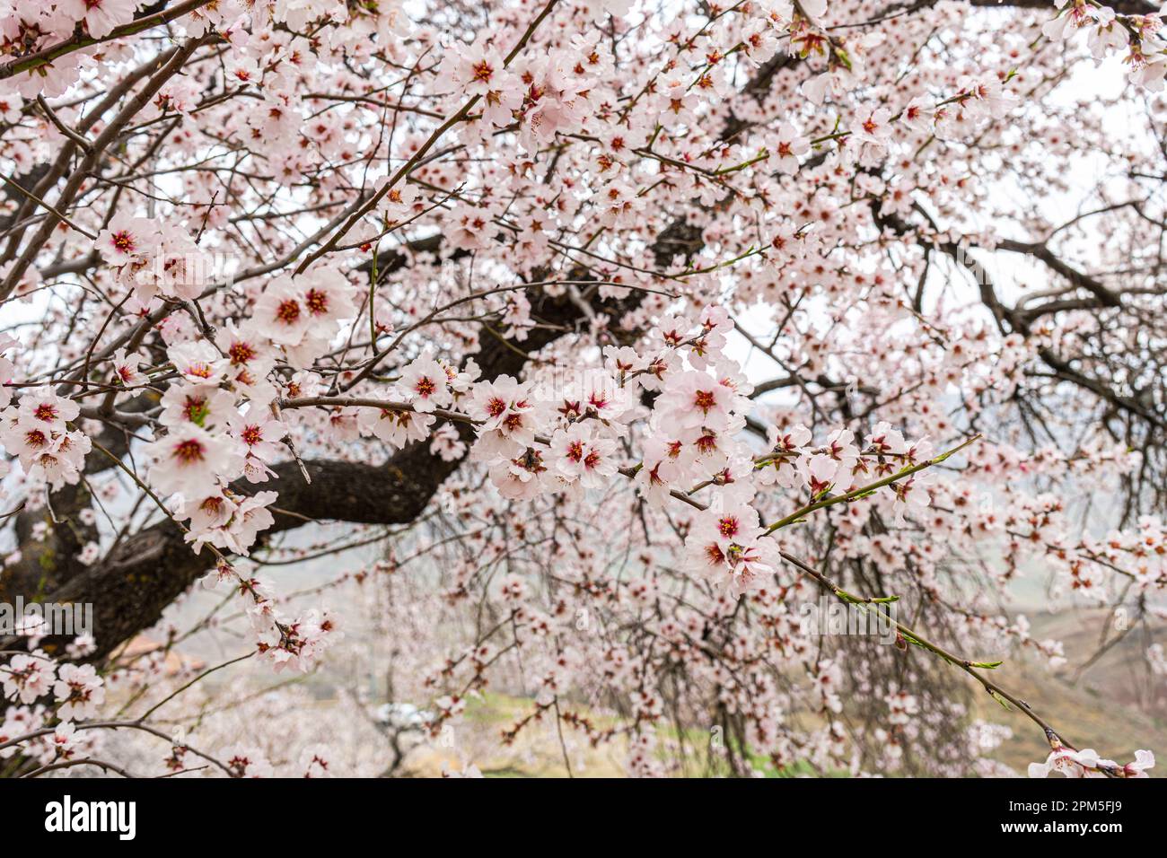 Beautiful almond tree blooming in the garden Stock Photo - Alamy