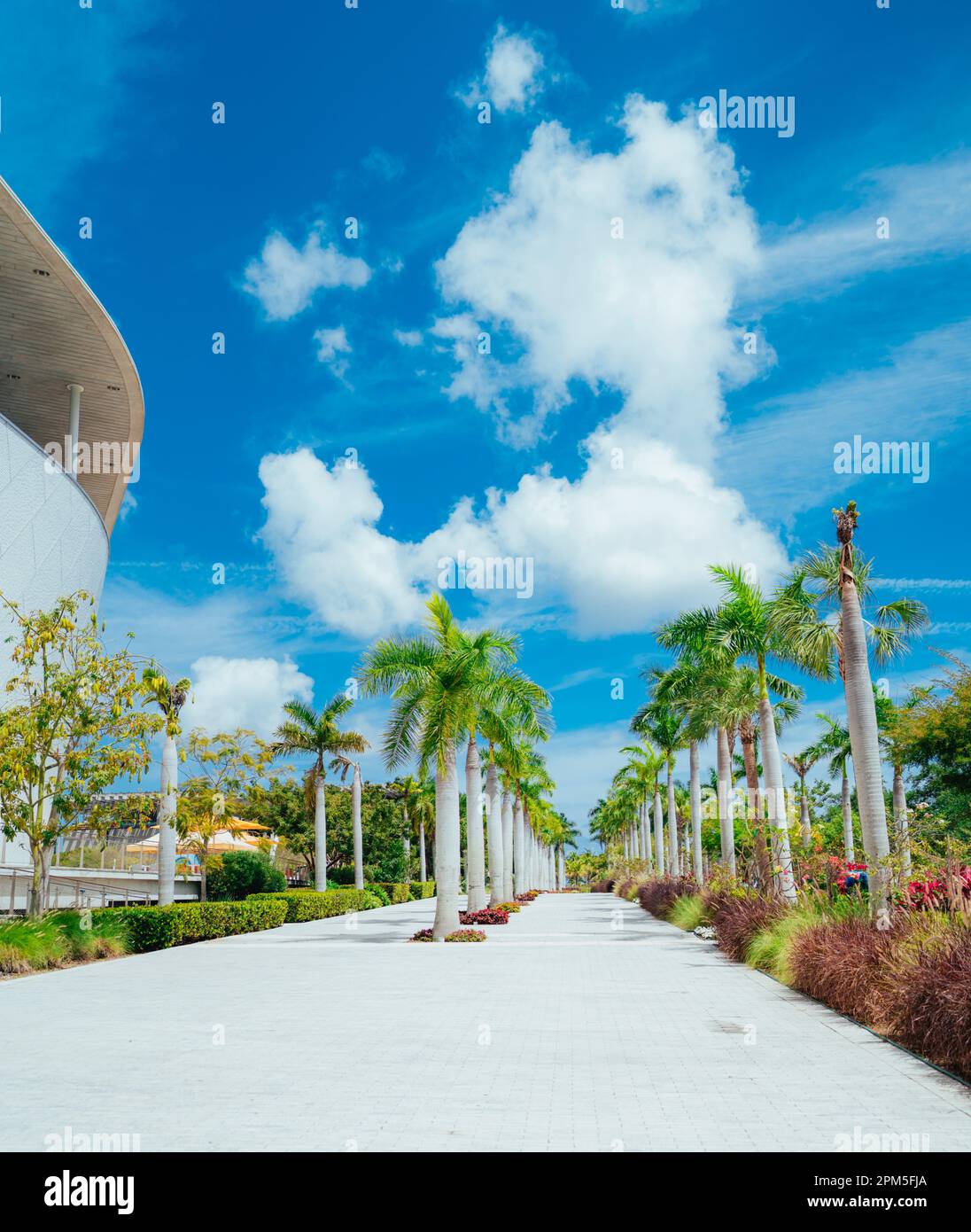 tree on the street park downtown miami Stock Photo - Alamy