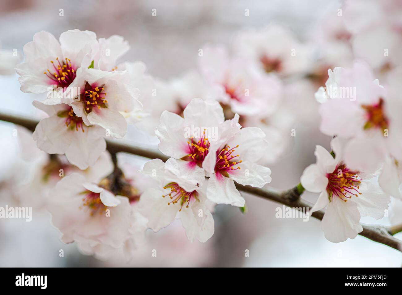 Beautiful almond tree blooming in the garden Stock Photo - Alamy