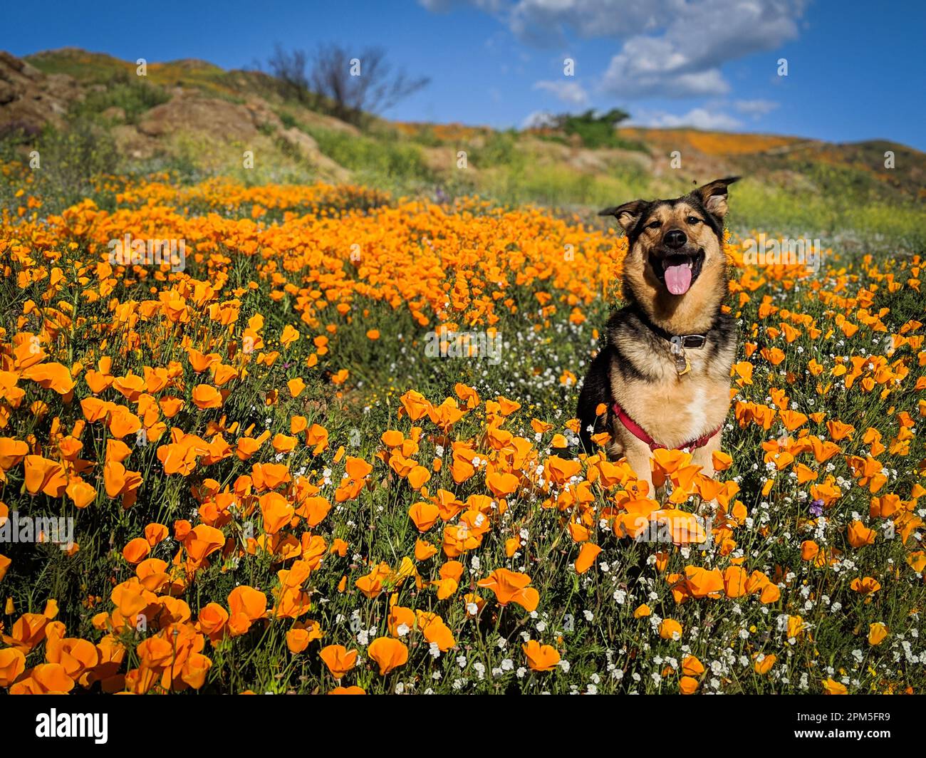 Dog in poppies during the superbloom in California Stock Photo - Alamy