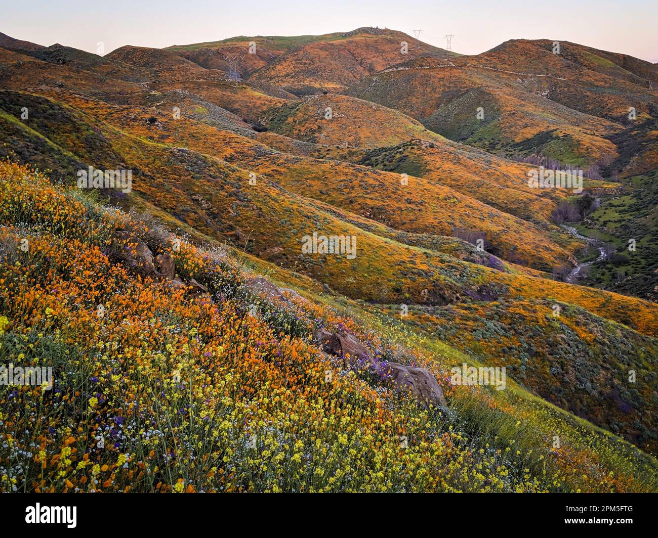 Superbloom in Walker Canyon, California Stock Photo - Alamy
