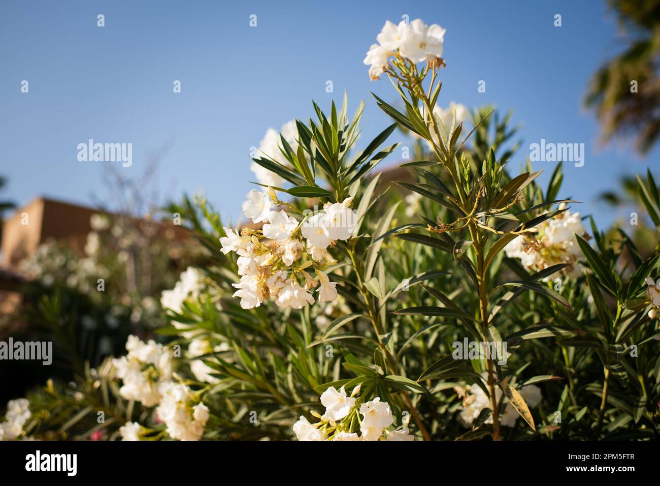 Blue sky and white oleander tropical flowers on vacation in Cabo Stock ...