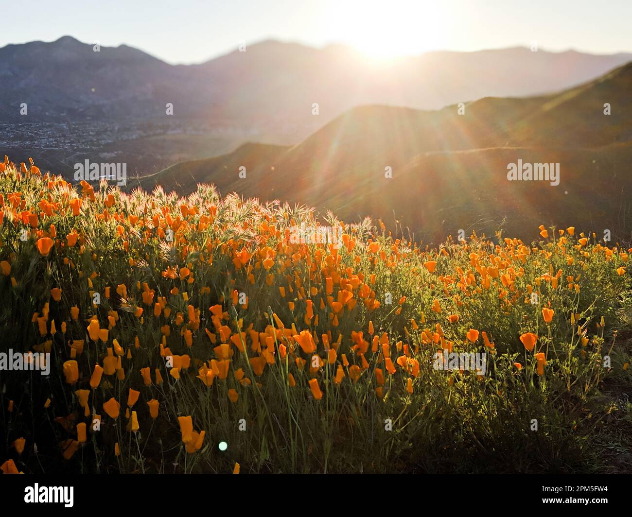 Poppies at sunset during superbloom in California Stock Photo - Alamy