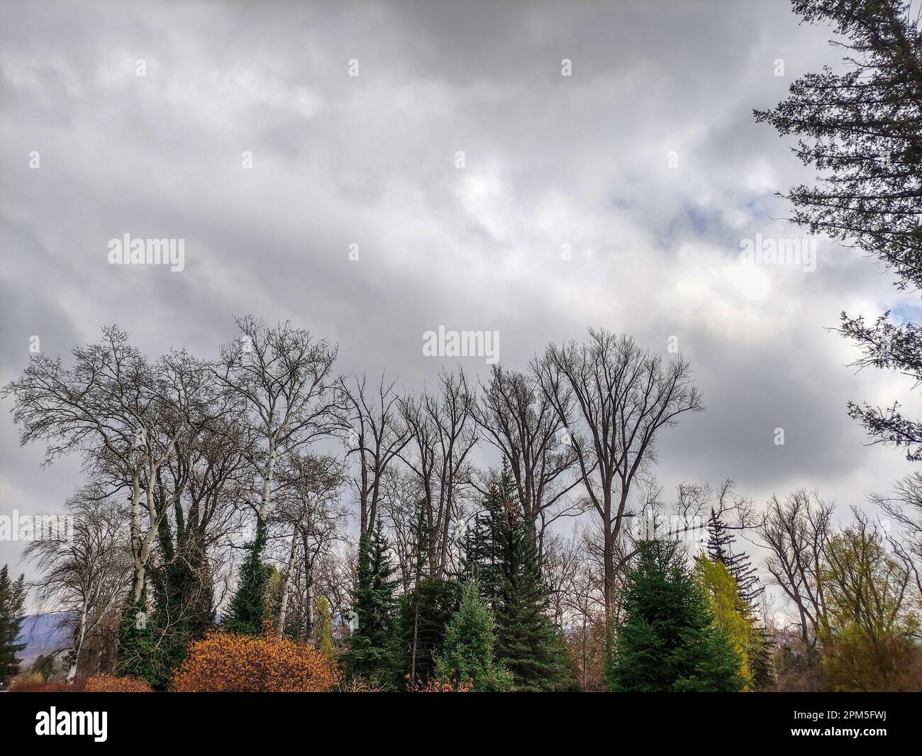 Leafless trees with a green conifers. Spring is coming concept Stock ...