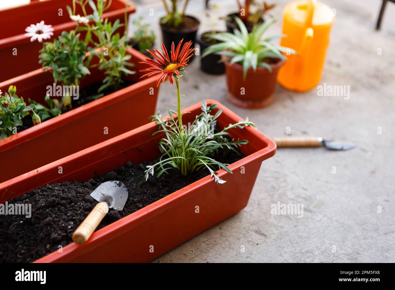 planting flowers in pots in the spring using garden tools Stock Photo ...