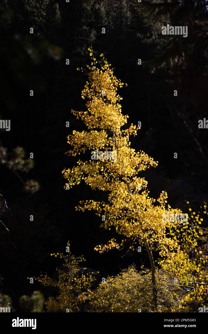 Aspen tree in the fall in Frisco, Colorado Stock Photo - Alamy