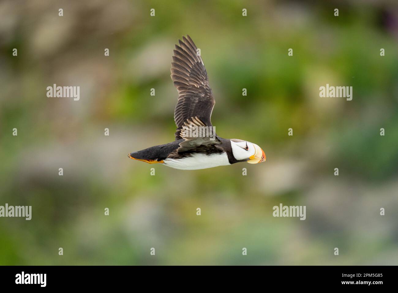 Puffin lake clark national park hi-res stock photography and images - Alamy
