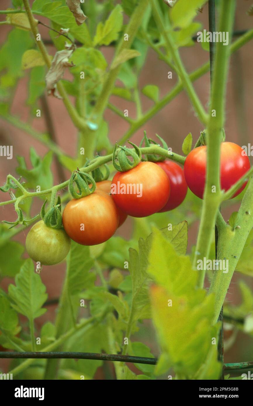 Cluster of tomatoes hi-res stock photography and images - Alamy
