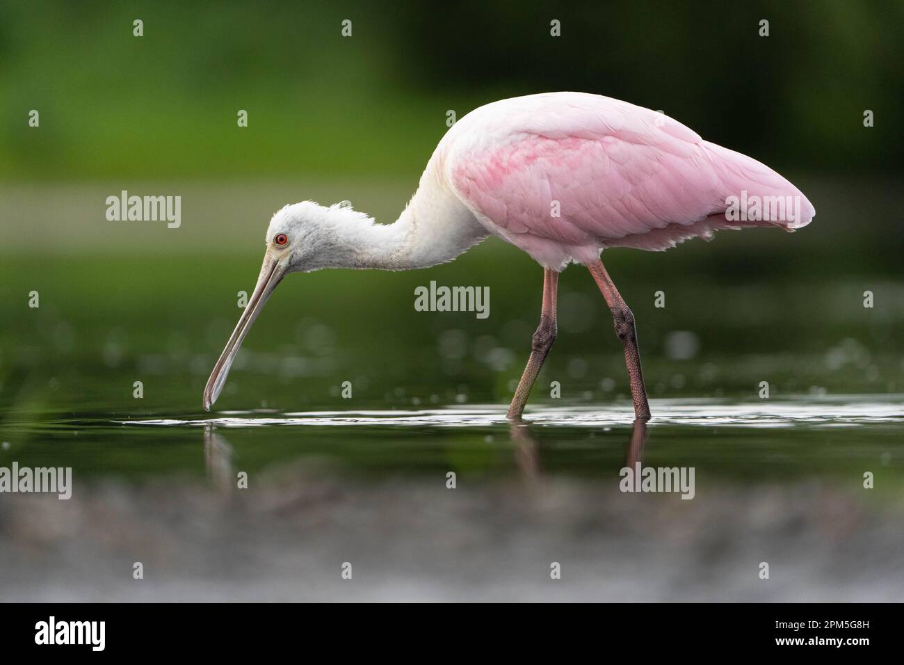 Roseate Spoonbill Wading in Water (Platalea ajaja Stock Photo - Alamy