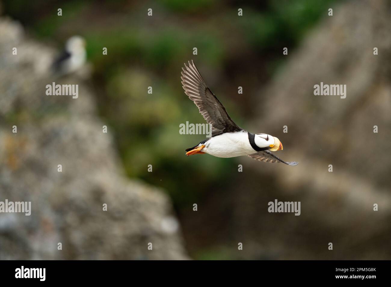 A Horned Puffin Flies Across a Rocky Island Puffin Rookery Stock Photo ...