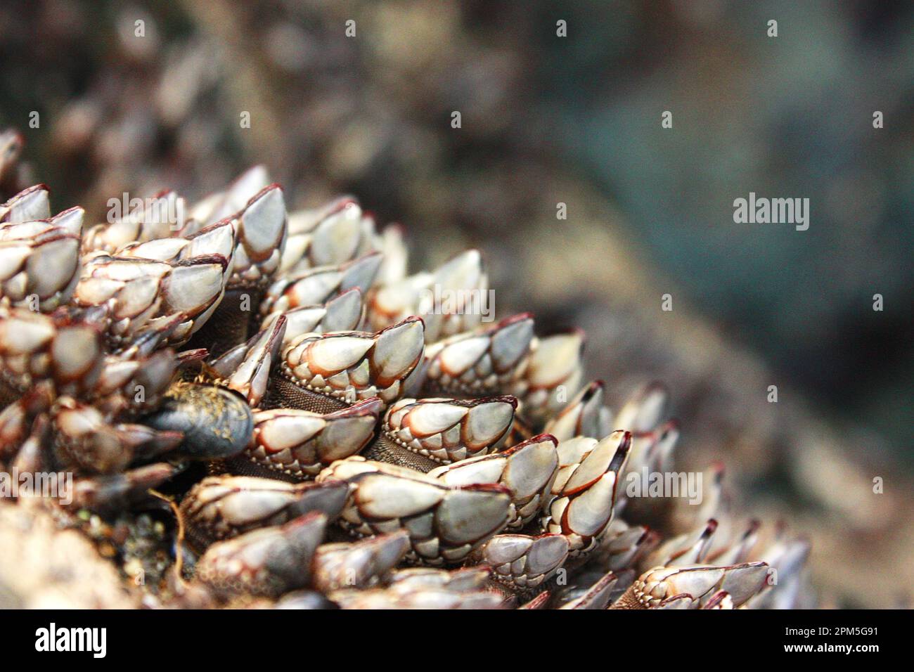 Goose neck hi-res stock photography and images - Alamy