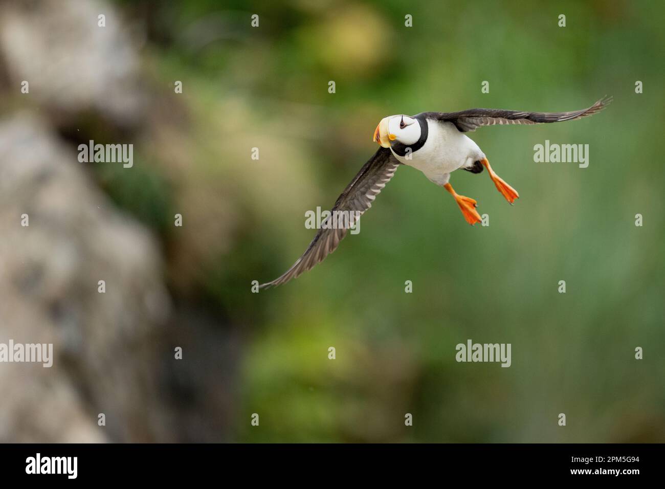 Horned Puffin (Fratercula corniculata) in Flight Stock Photo - Alamy