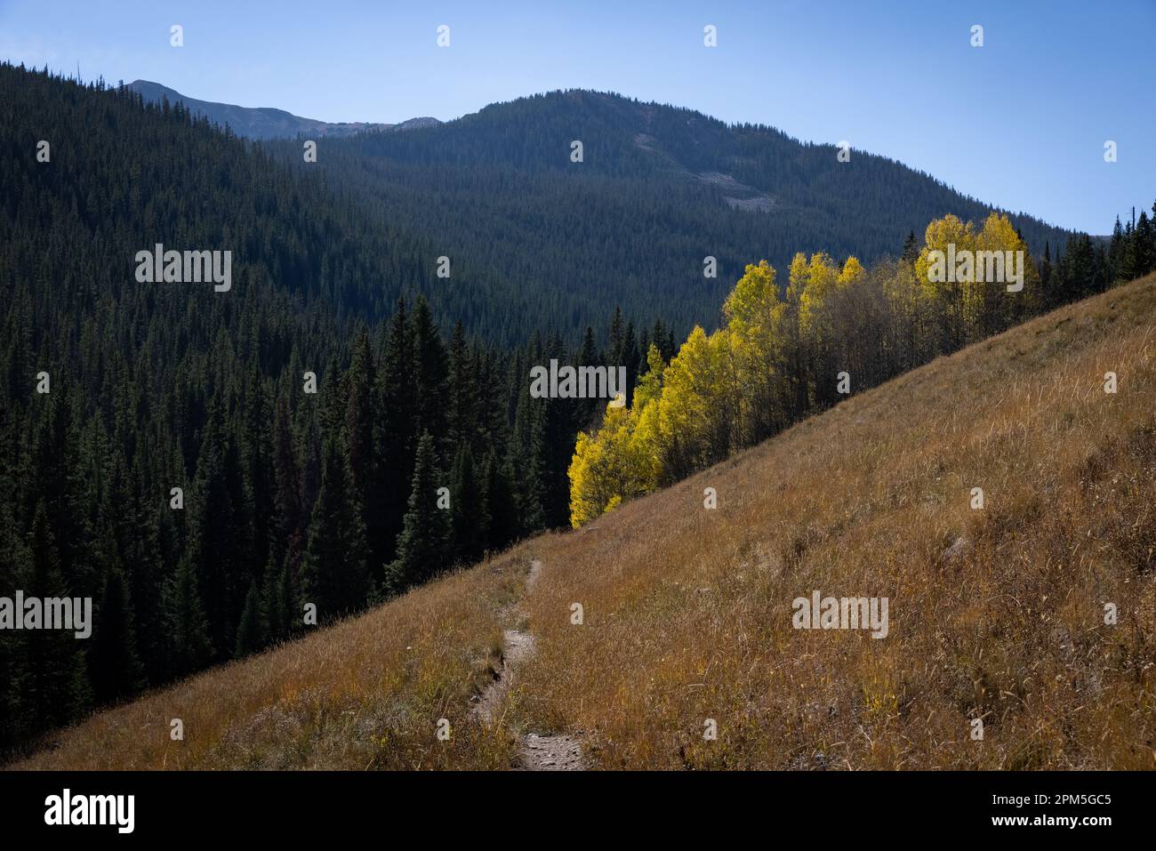 Grove of aspens in the fall along a hike in Frisco, Colorado Stock ...