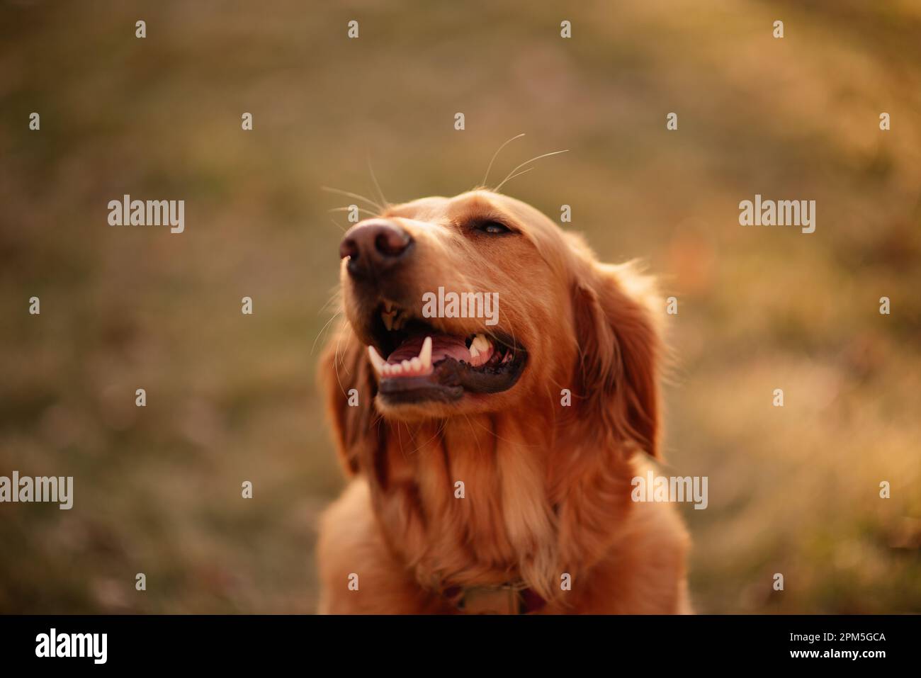 Golden retriever teeth hi-res stock photography and images - Alamy