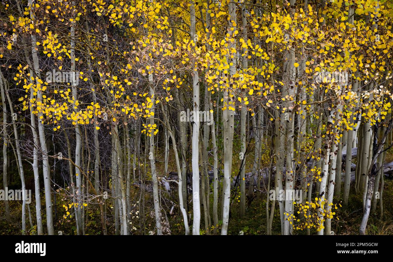 Aspen grove hi-res stock photography and images - Alamy
