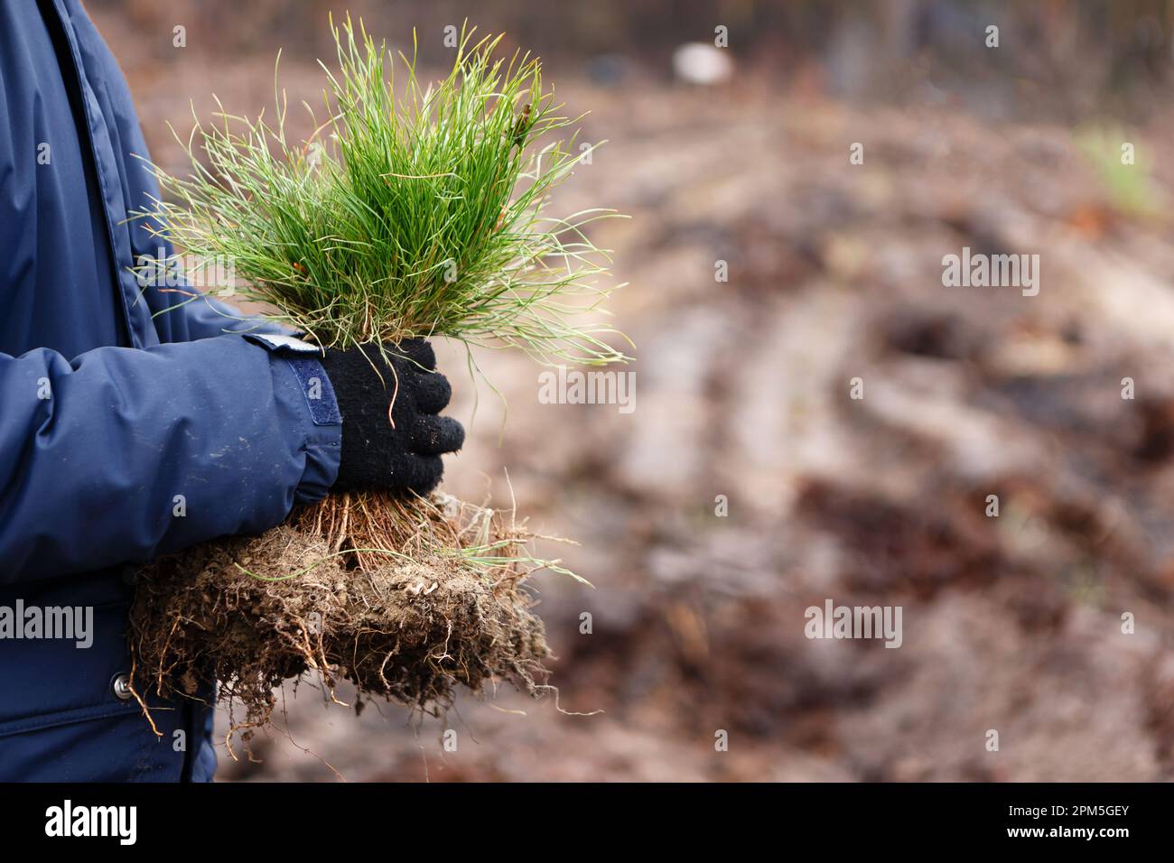 man holds bunch of conifer seedlings before planting forest in spring ...