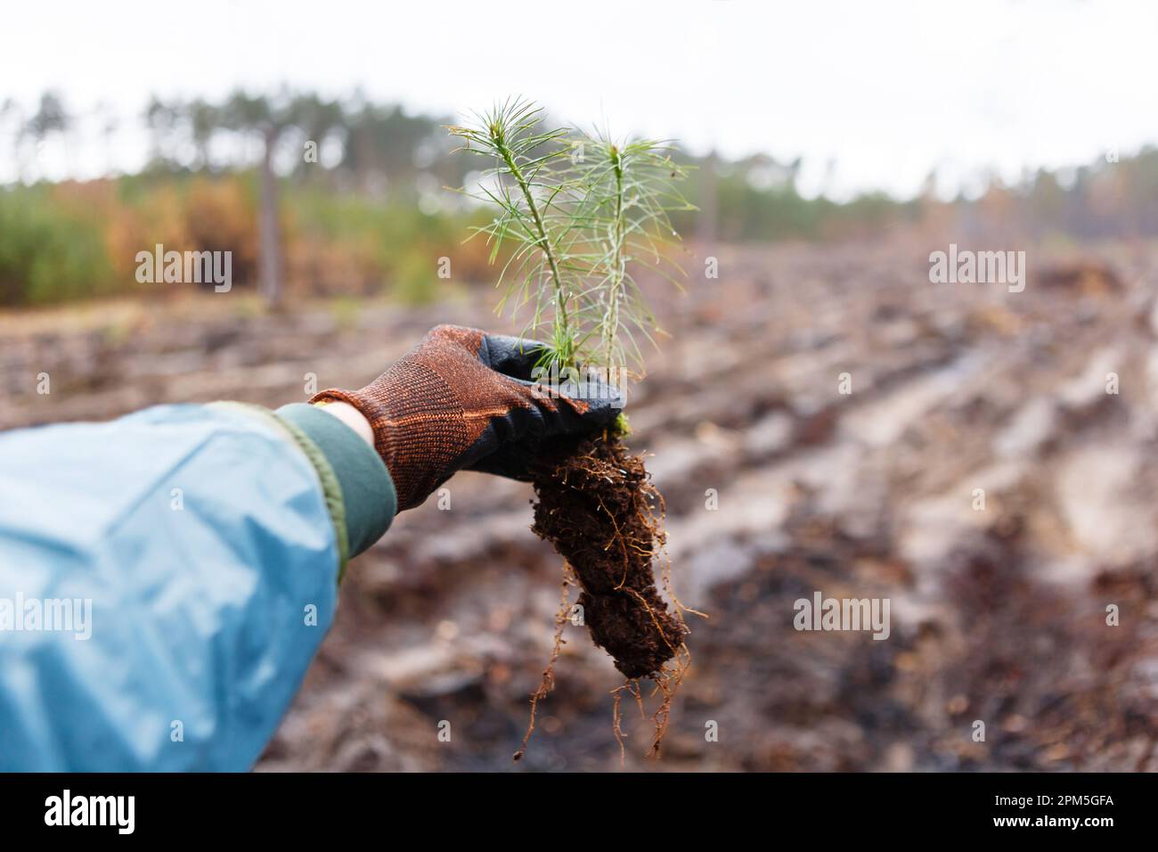 Conifer afforestation hi-res stock photography and images - Alamy